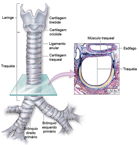 Laringe Faringe Traqueia Esofago